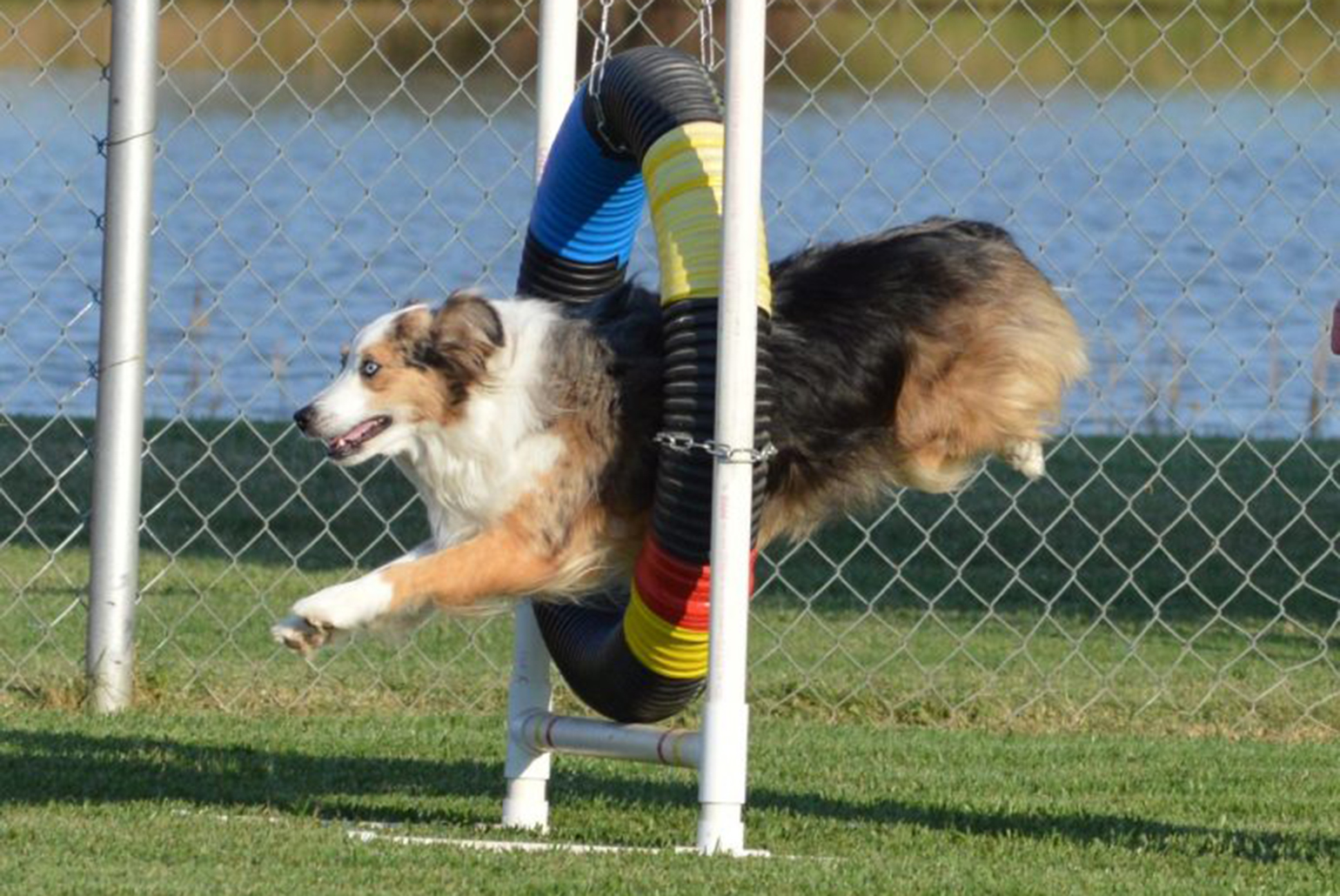 Agility Classes - Family Dog Training & Behavioral Center