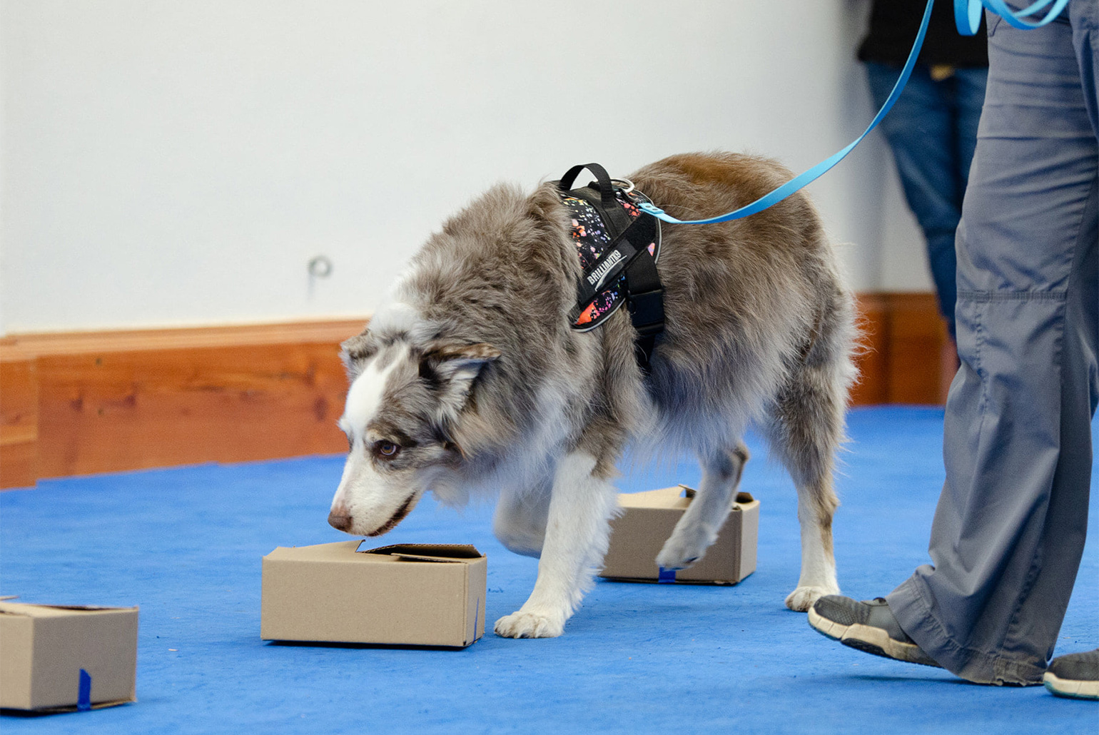 Introduction to Scent Work - Family Dog Training & Behavioral Center
