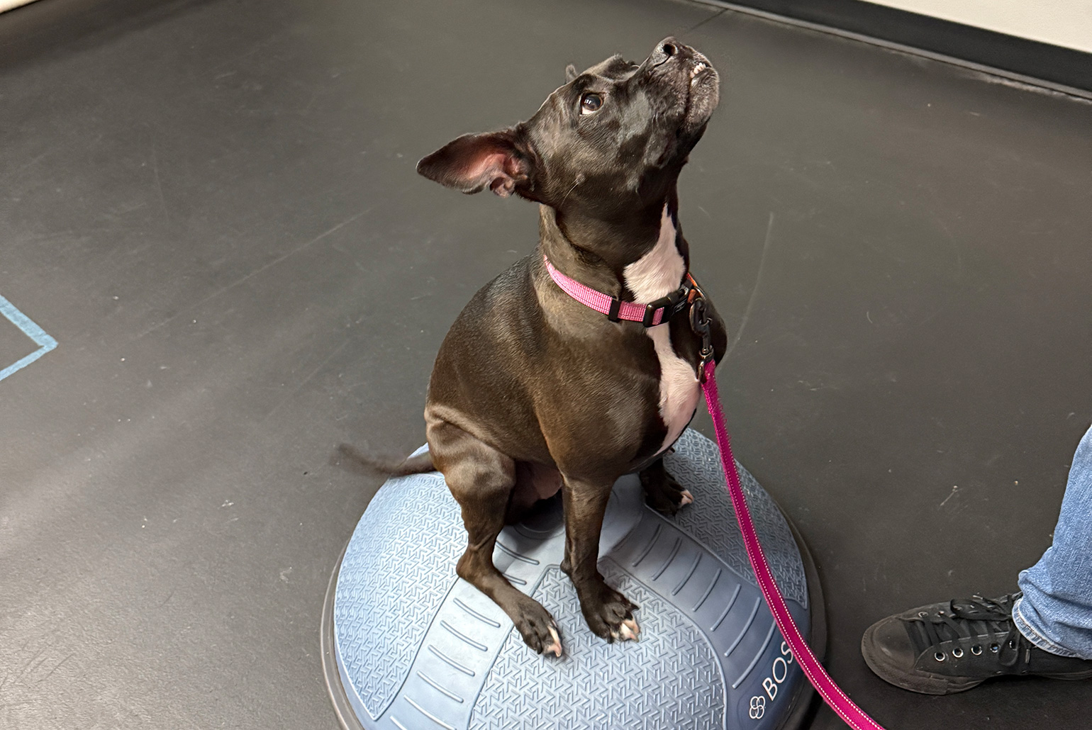 AKC Trick Dog - Family Dog Training & Behavioral Center