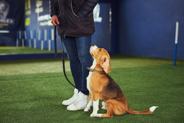 Canine Good Citizen - Family Dog Training & Behavioral Center